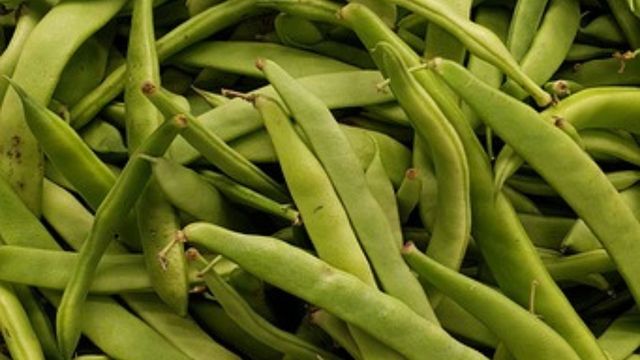 Cowpea cultivation in the Greenhouse - مروج الرياض - Blog