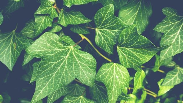 Growing ivy in the Greenhouse - مروج الرياض - Blog